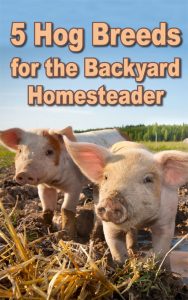 5 Hog Breeds for the Backyard Homesteader - Countryside